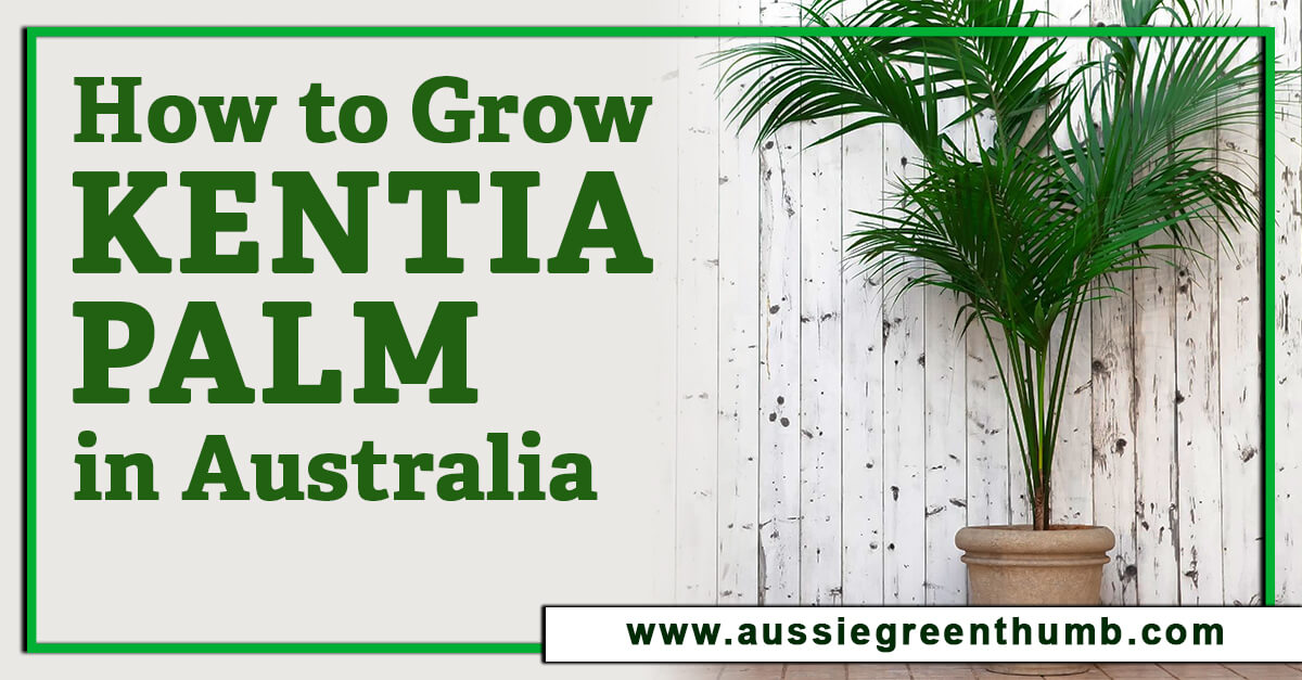 How to Grow Kentia Palm in Australia : AGT