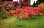 Maple Trees: How to Grow and Care in Australia - AGT