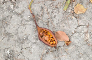 Brachychiton acerifolius (Illawarra Flame Tree) | Australian Native ...