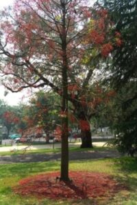 Brachychiton acerifolius (Illawarra Flame Tree) | Australian Native ...