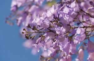 Jacaranda Tree | Australian Growing & Care Guide - AGT