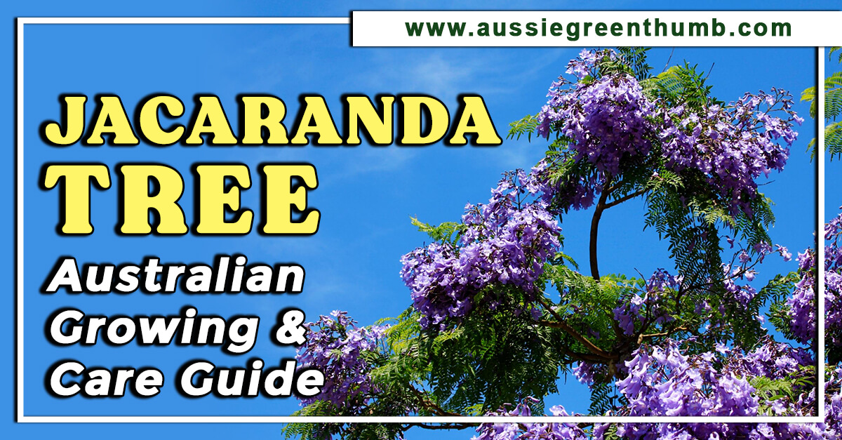 Jacaranda Tree | Australian Growing & Care Guide - AGT