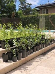 Lilly Pilly Resilience | Australian Native Grow & Care Guide : AGT