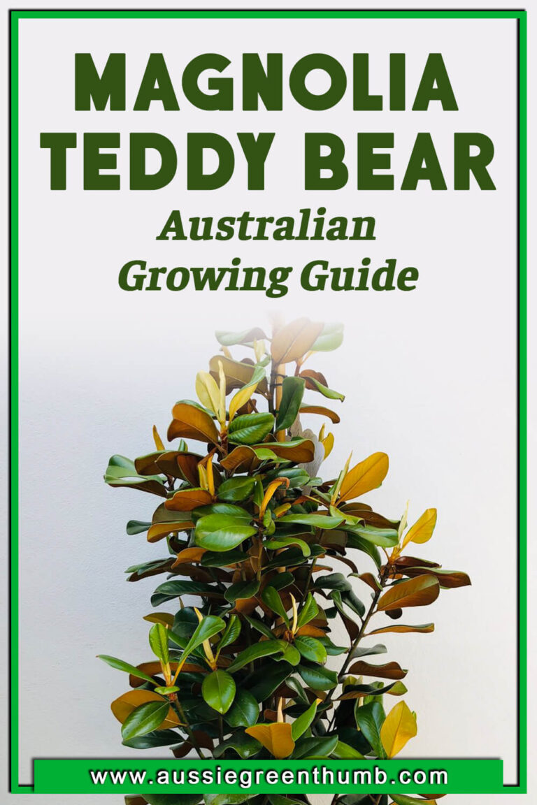 Magnolia ‘Teddy Bear’ Australian Growing Guide