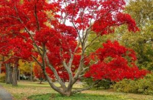 Maple Trees: How to Grow and Care in Australia - AGT
