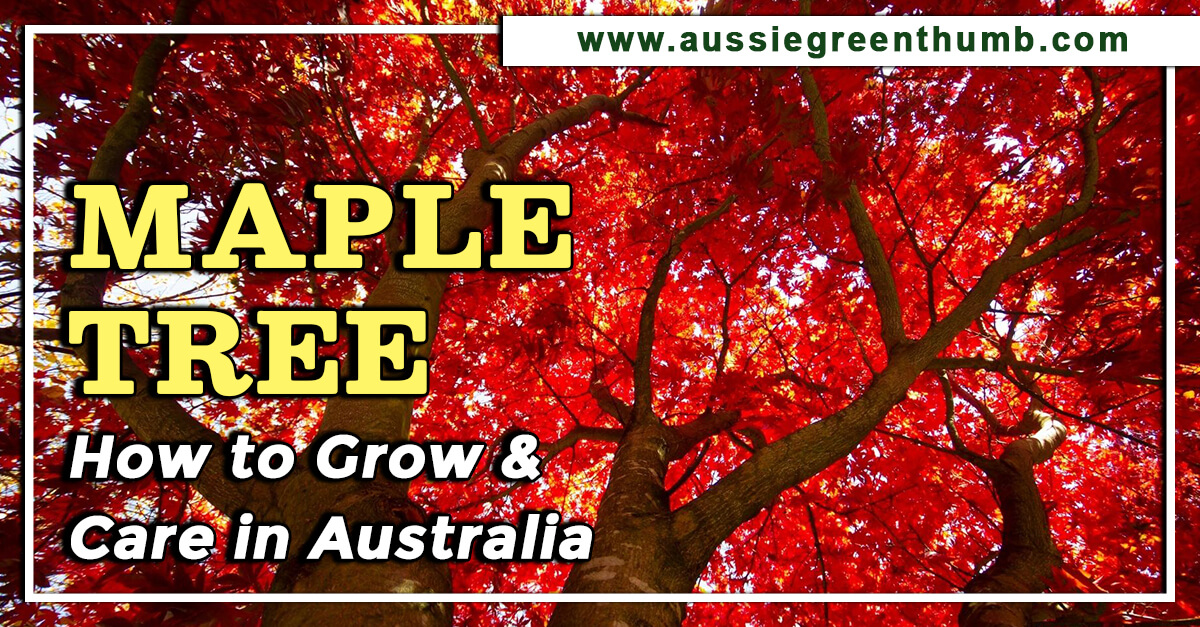 Maple Trees: How to Grow and Care in Australia - AGT