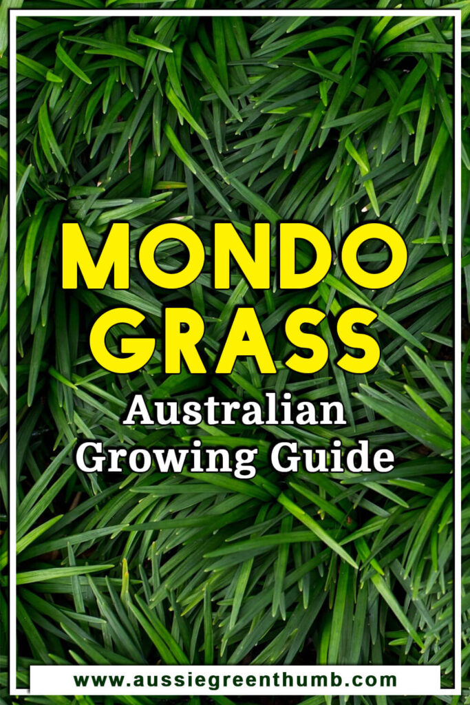 Mondo Grass | Australian Growing Guide : AGT