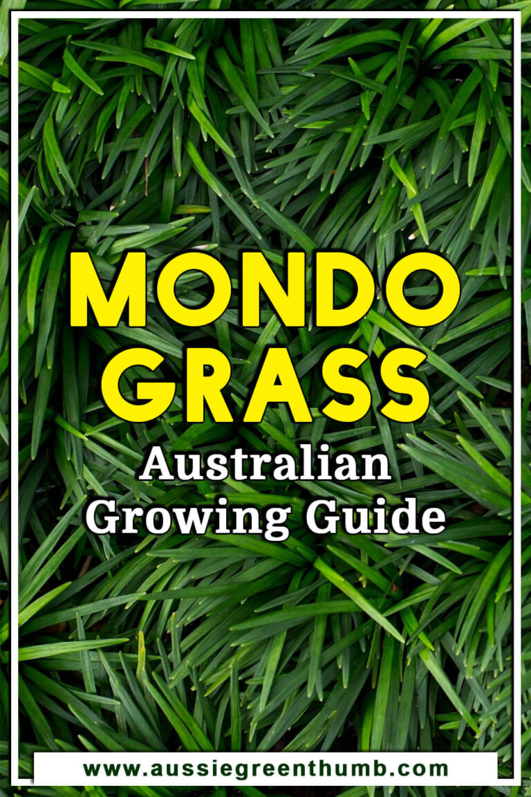Mondo Grass | Australian Growing Guide : AGT