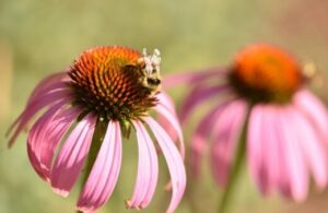 Australian Native Bees | How to Build a Bee Hive