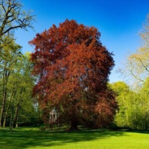 Maple Trees: How to Grow and Care in Australia - AGT