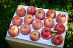 Storage for Apples – How to Store Apples