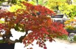 Maple Trees: How to Grow and Care in Australia - AGT