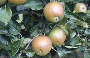 Storage for Apples – How to Store Apples