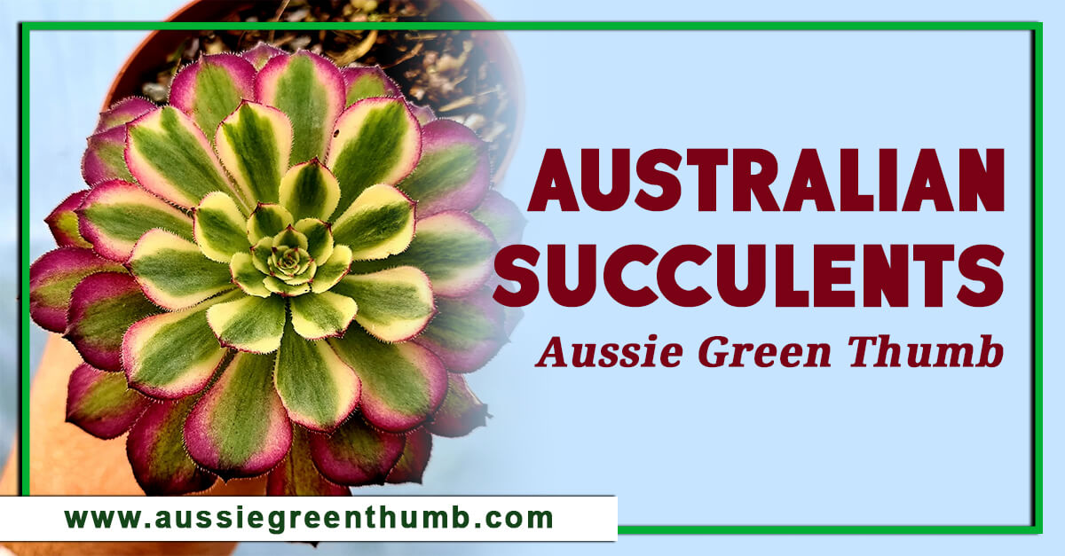 29 Australian Succulents | Aussie Green Thumb