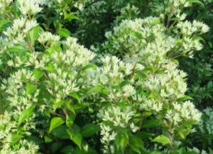 Backhousia myrtifolia (Cinnamon Myrtle) Growing Guide