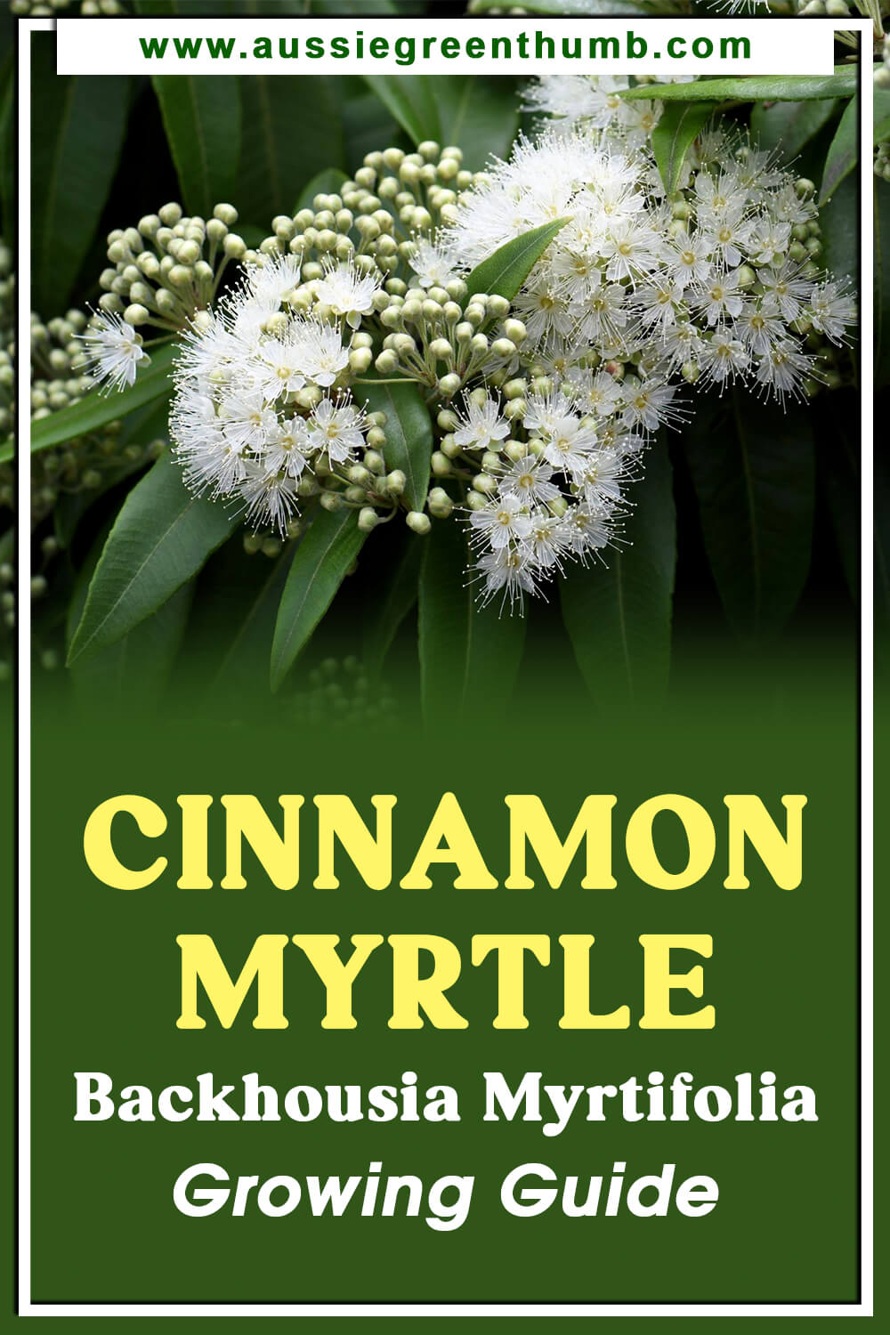Backhousia myrtifolia (Cinnamon Myrtle) Growing Guide