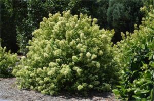 Backhousia myrtifolia (Cinnamon Myrtle) Growing Guide