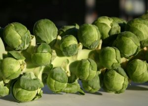 Brussels Sprouts Ultimate Australian Growing Guide