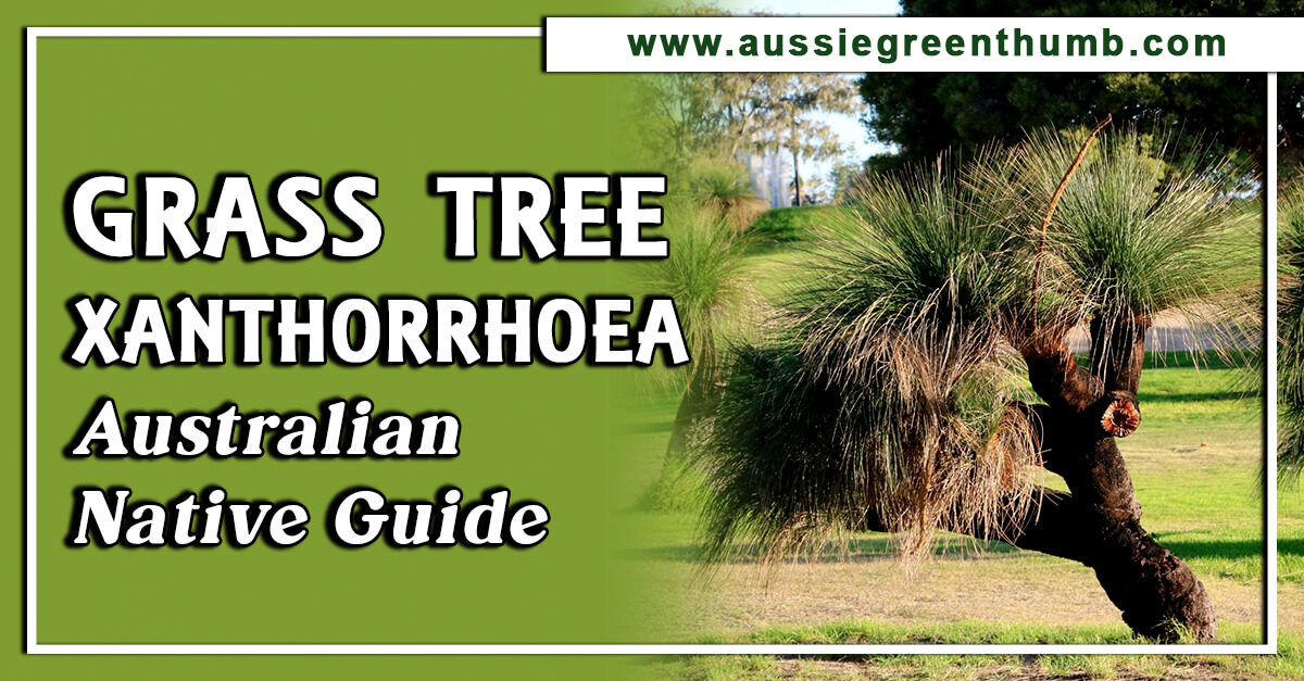 Grass Tree Xanthorrhoea | Australian Native Guide - AGT
