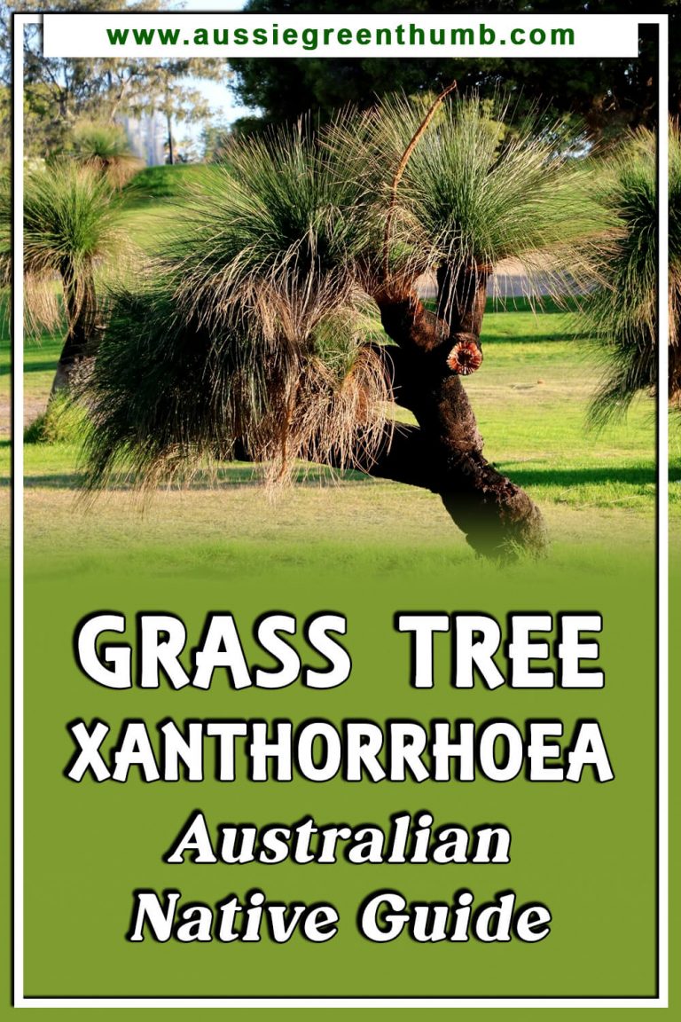 Xanthorrhoea (Grass Tree) | Australian Native Guide - AGT