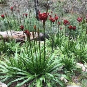 Doryanthes excelsa (Gymea Lily) – Australian Native Plant Guide - AGT
