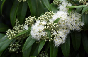 Backhousia myrtifolia (Cinnamon Myrtle) Growing Guide