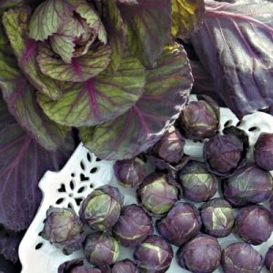 Brussels Sprouts Ultimate Australian Growing Guide