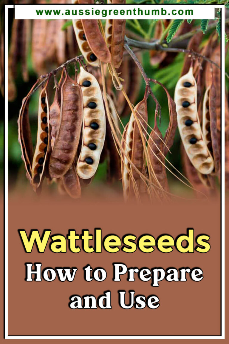 Wattleseeds | How to Prepare and Use : AGT