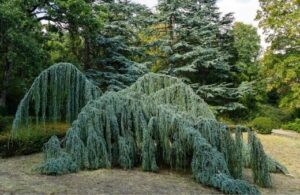 8 Beautiful Weeping Trees to Grow in Your Garden