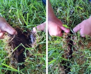 How to Lay Turf – A step by step guide to turfing your backyard : AGT