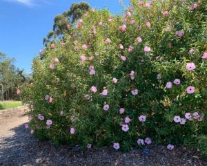 Native Hibiscus | How to Grow in Australian : AGT