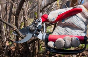 6 Best Gardening Secateurs for 2025 | Australian Guide