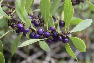 Myoporum insulare (Boobialla) Growing Guide - AGT