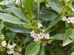 Myoporum insulare (Boobialla) Growing Guide - AGT