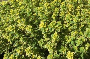 How to Grow Creeping Thyme in Australia : AGT