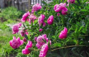 How to Grow Peonies in Australia : AGT