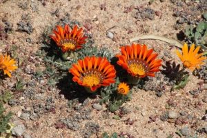 How to Grow Gazanias in Australia : AGT
