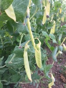 How to Grow Snow Peas in Australia - AGT