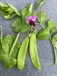 How to Grow Snow Peas in Australia - AGT