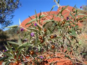 Bush Tomatoes | Best Varieties to Grow in Australia