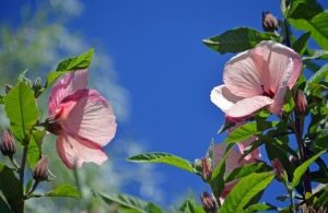 Native Hibiscus | How to Grow in Australian : AGT