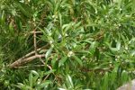 Myoporum insulare (Boobialla) Growing Guide - AGT