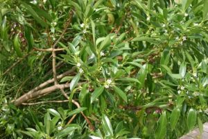Myoporum insulare (Boobialla) Growing Guide - AGT