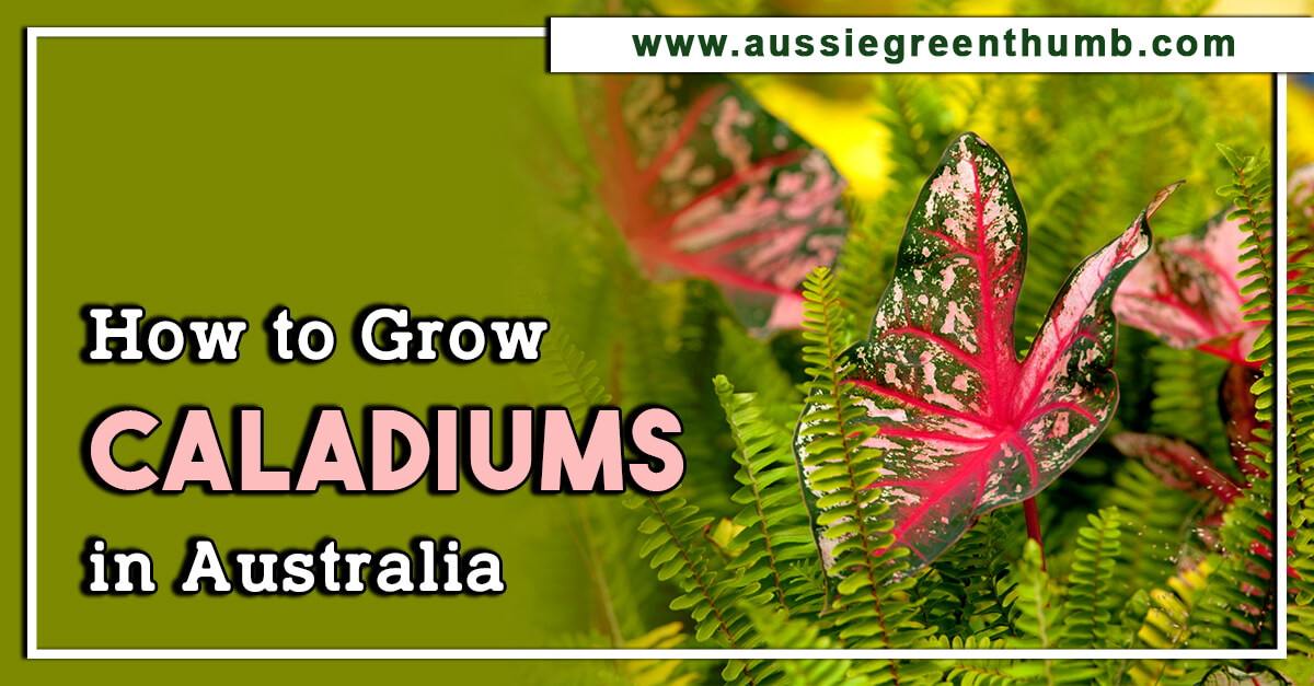 How to Grow Caladiums in Australia : AGT