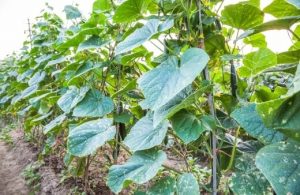 How to Grow Cucumbers in Australia : AGT