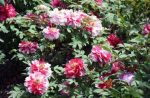 How to Grow Peonies in Australia : AGT