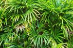 Rhapis Palm (Rhapis excelsa) Growing Guide