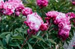 How to Grow Peonies in Australia : AGT