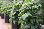 Bush Tomatoes | Best Varieties to Grow in Australia