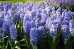 Hyacinthus Plant – Australian Growing Guide